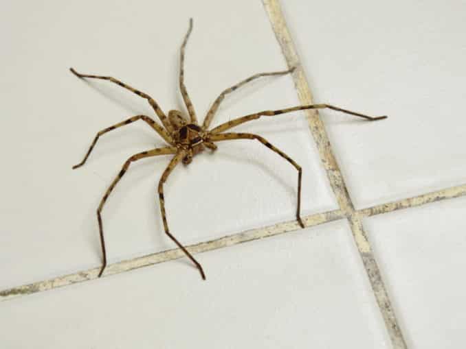 Die Winkelspinne - Terrasse &Garten