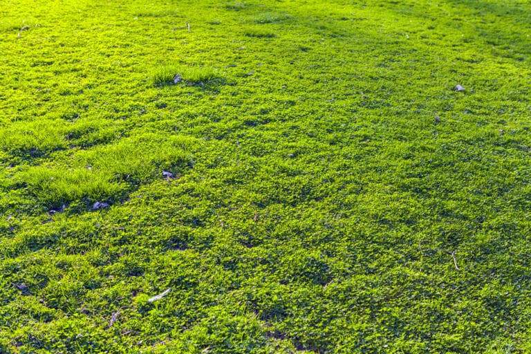 Moos im Rasen bekämpfen: So klappt’s! - Terrasse & Garten